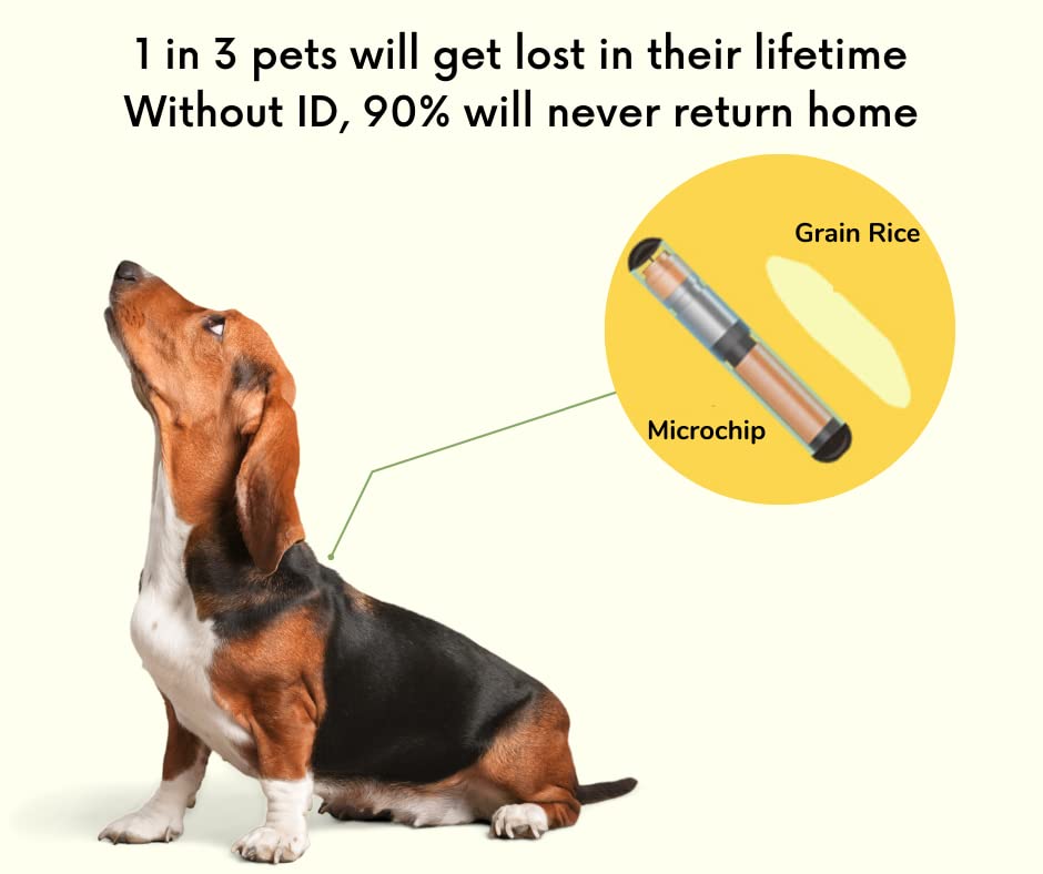 Shop the Best Pet Supplies Online | Petofy Everything Pets