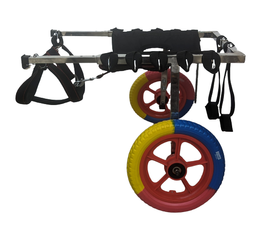 Shop the Best Pet Supplies Online | Petofy Everything Pets