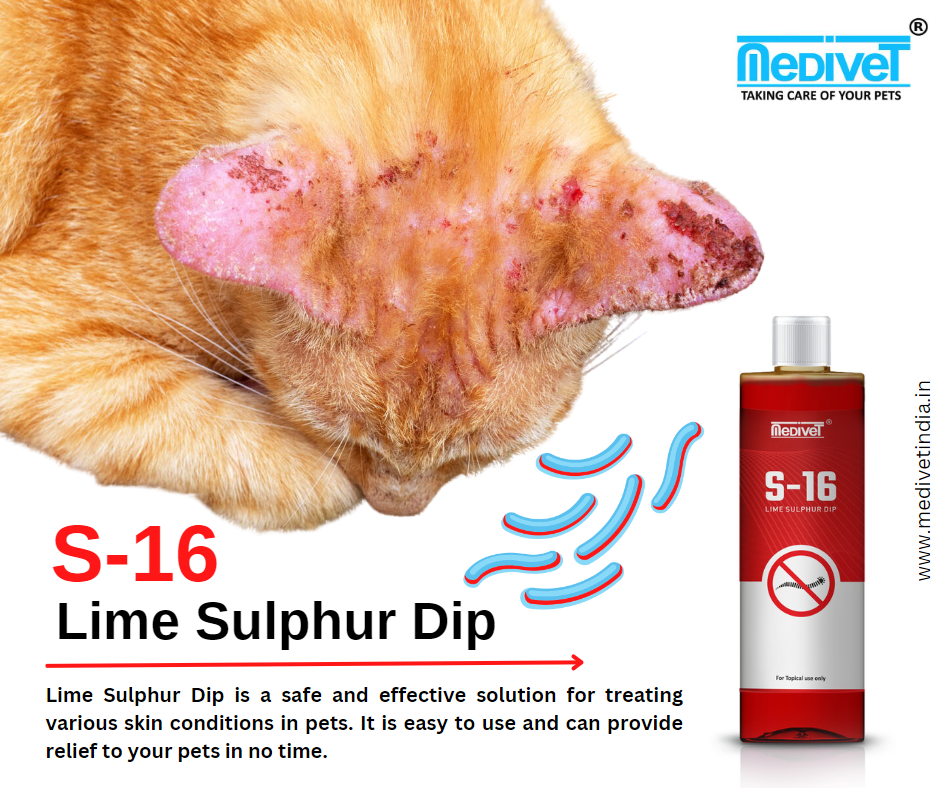 Shop the Best Pet Supplies Online | Petofy Everything Pets