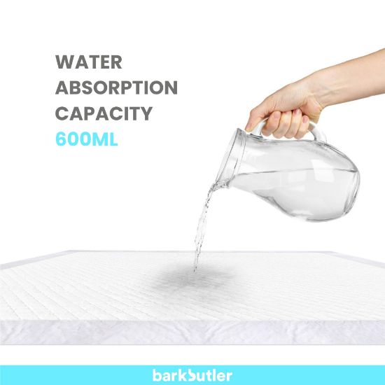 Shop the Best Pet Supplies Online | Petofy Everything Pets