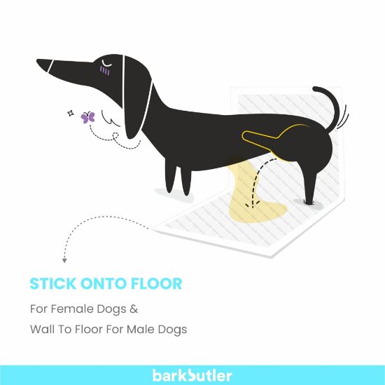Shop the Best Pet Supplies Online | Petofy Everything Pets