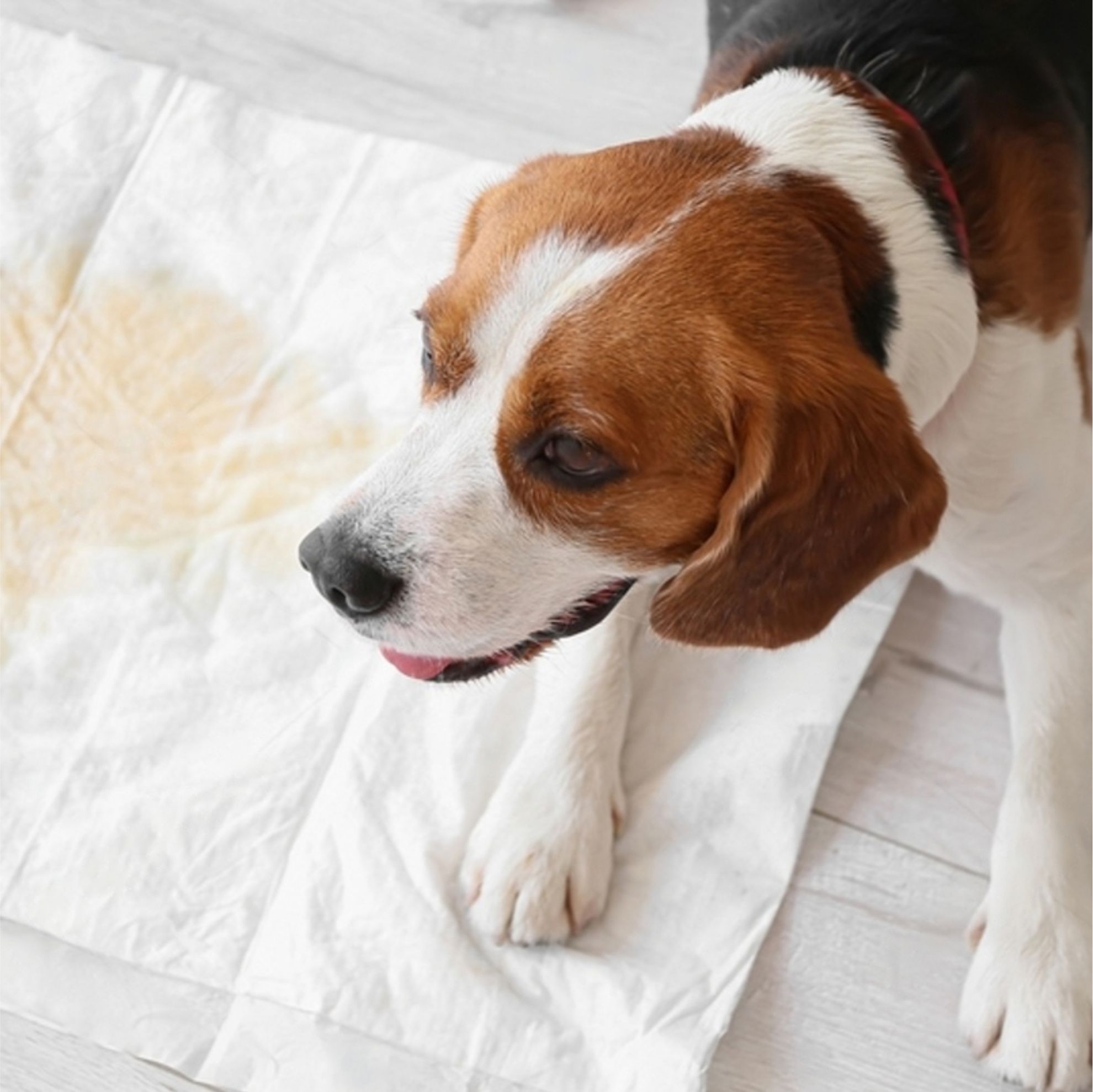 Shop the Best Pet Supplies Online | Petofy Everything Pets